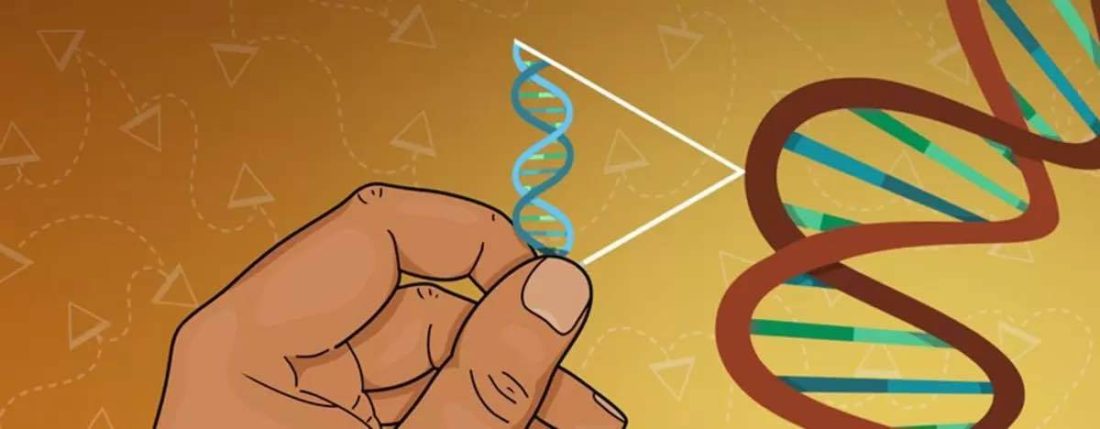 SOUTH CAROLINA: Jumping on the jumping gene bandwagon to speed up plant ...
